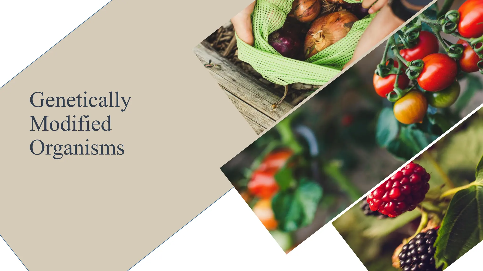 Genetically Modified Organisms.. (1).pdf