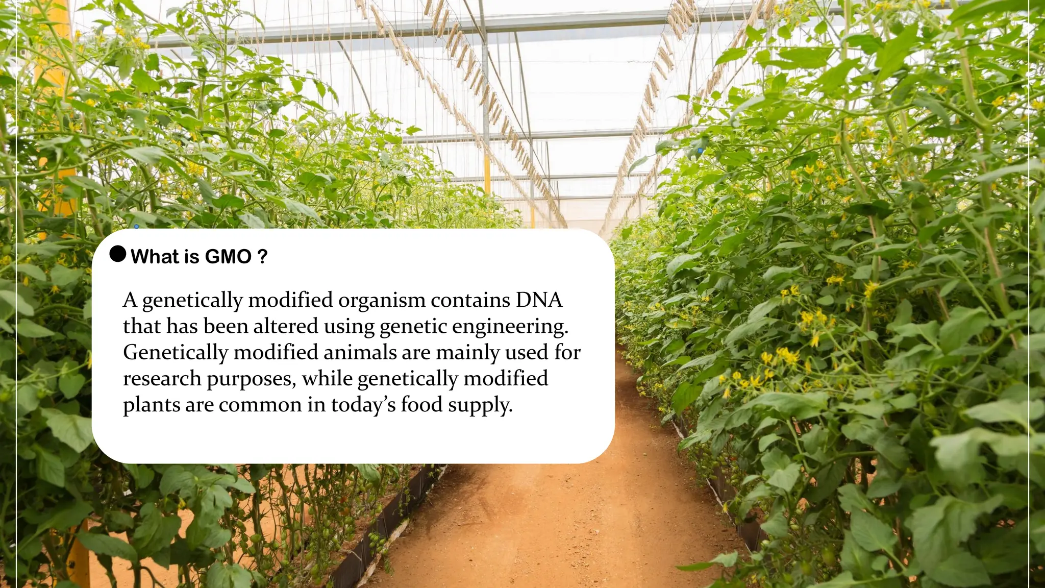 Genetically Modified Organisms.. (1).pdf