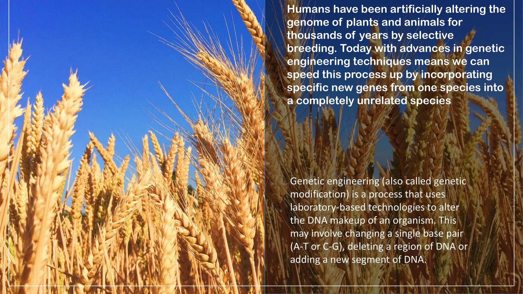 Genetically Modified Organisms.. (1).pdf