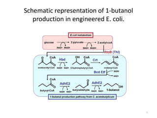 Genetically modified organisms for the production of biofuels | PPTX