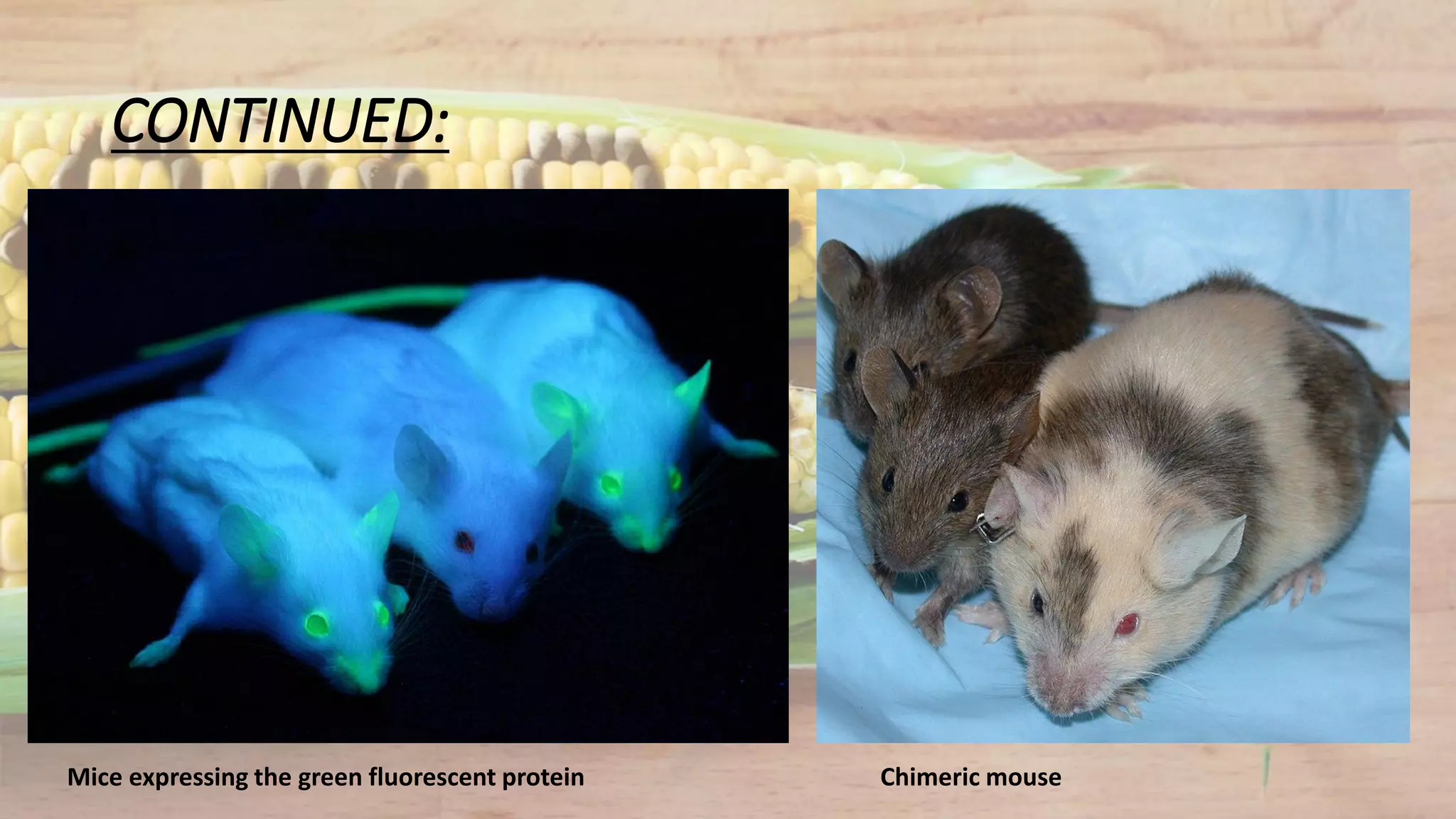 GENETICALLY MODIFIED ORGANISMS(GMO,S).pdf