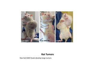 Genetically modified organisms presentation | PPTX | Genetics | Science