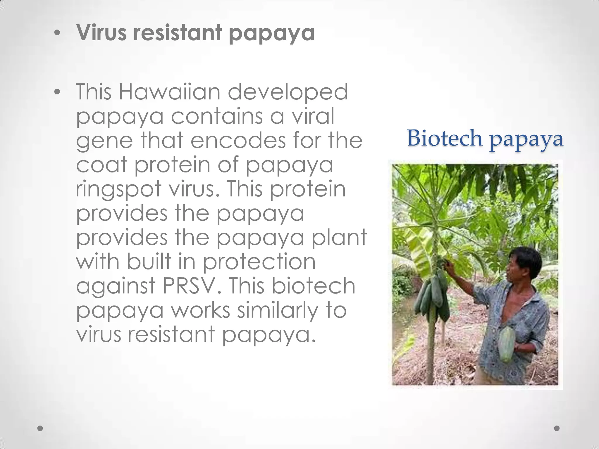 Genetically modified organism tested in the philippines | PPTX