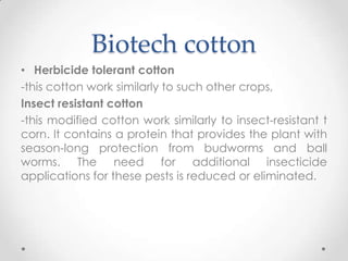 Genetically modified organism tested in the philippines | PPTX
