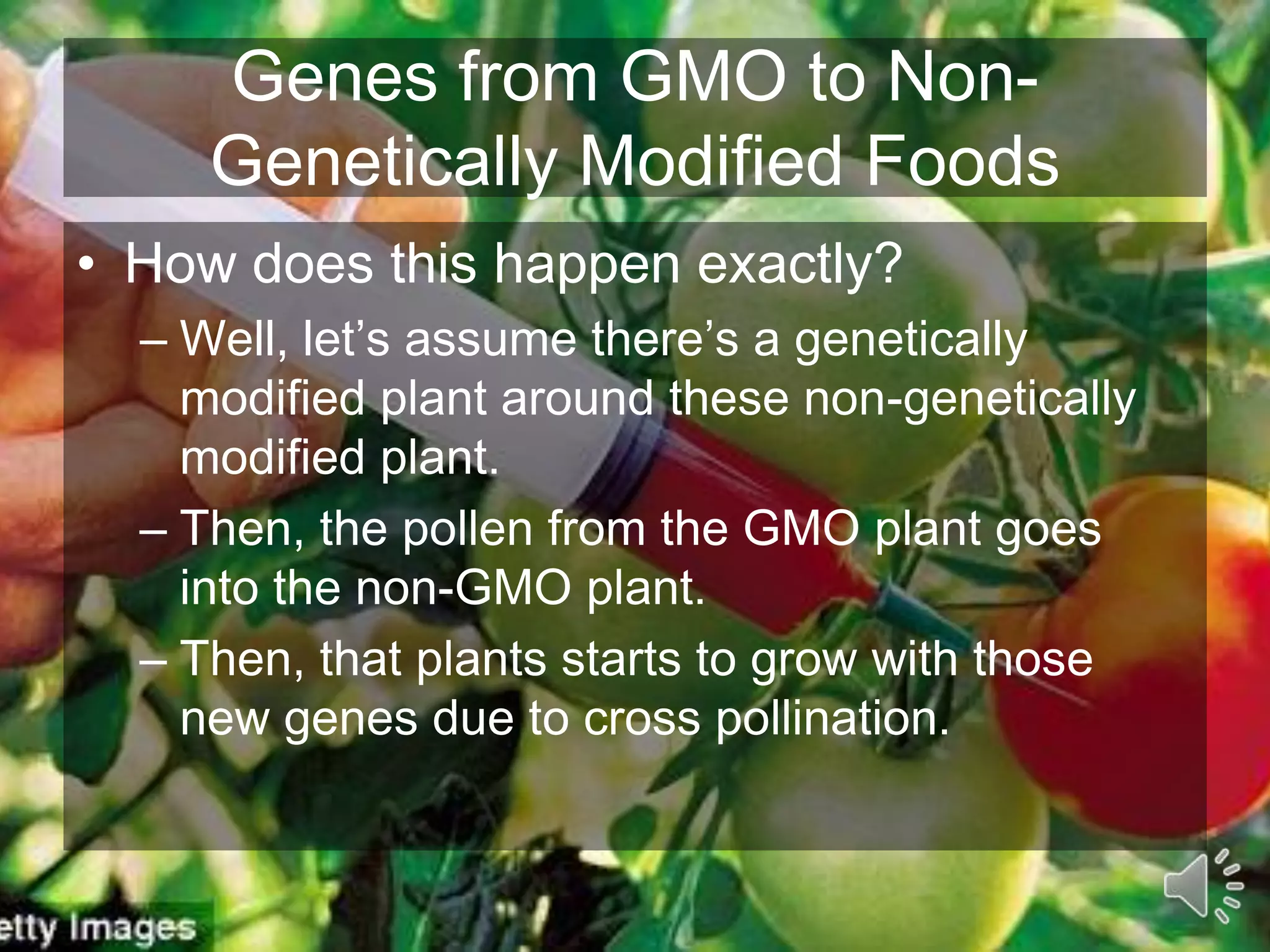 Genetically modified plants | PPTX