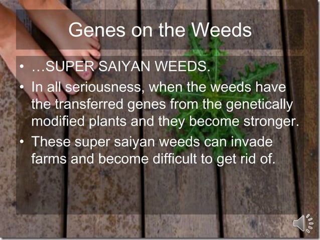 Genetically modified plants | PPTX