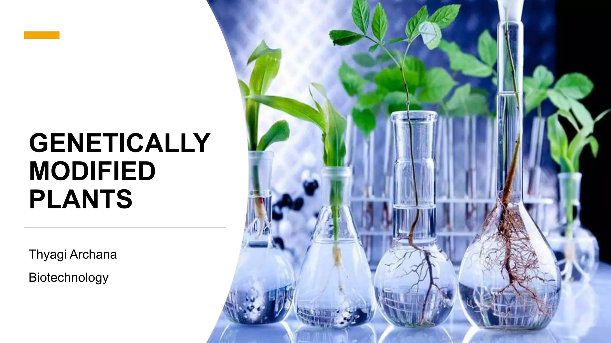 Genetically modified plants | PPTX