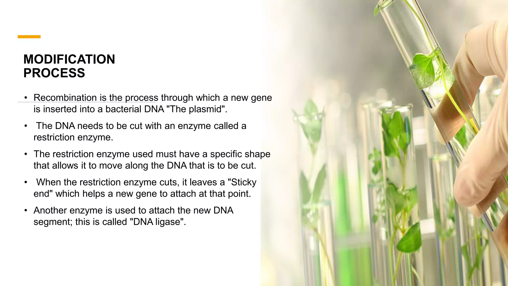 Genetically modified plants | PPTX