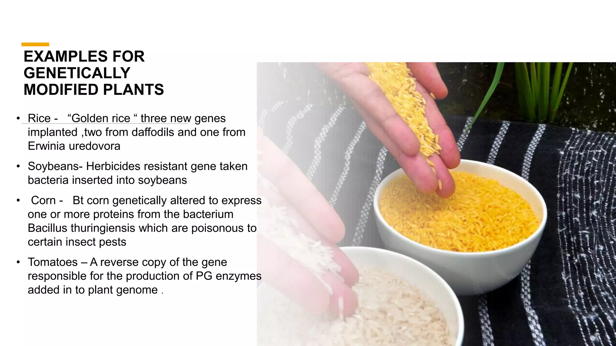 Genetically modified plants | PPTX