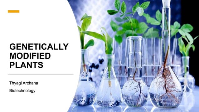 Genetically modified plants | PPT