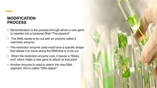 Genetically modified plants | PPTX