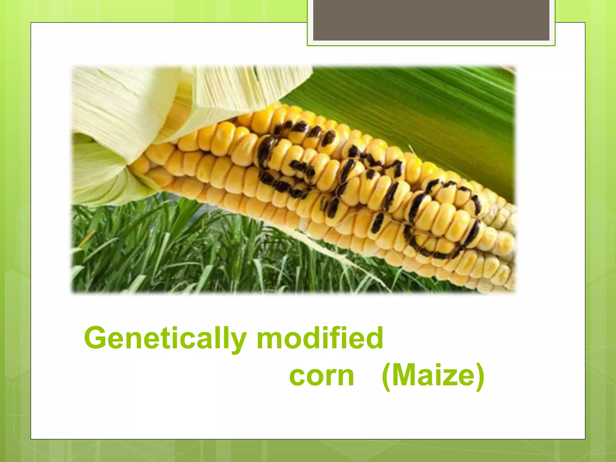 GENETICALLY MODIFIED PLANTS | PPTX