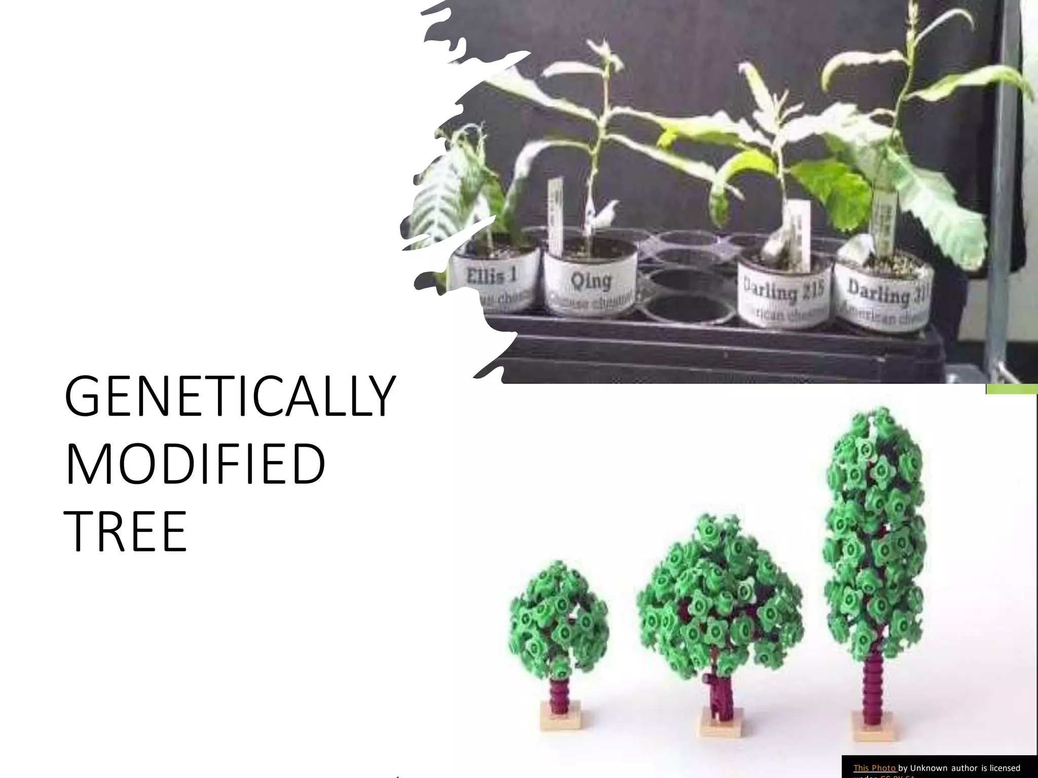 GENETICALLY MODIFIED PLANTS | PPTX