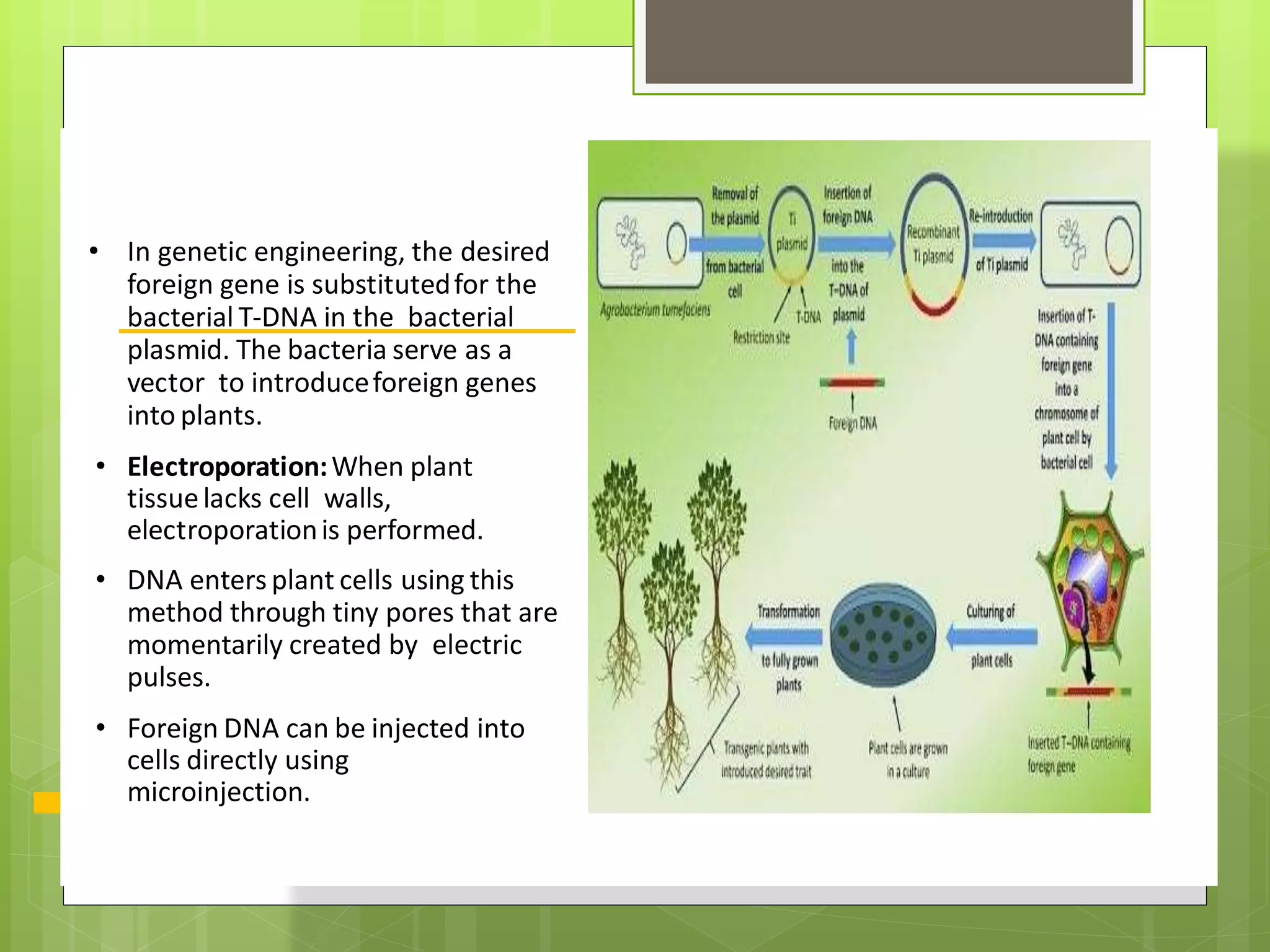 GENETICALLY MODIFIED PLANTS | PPTX