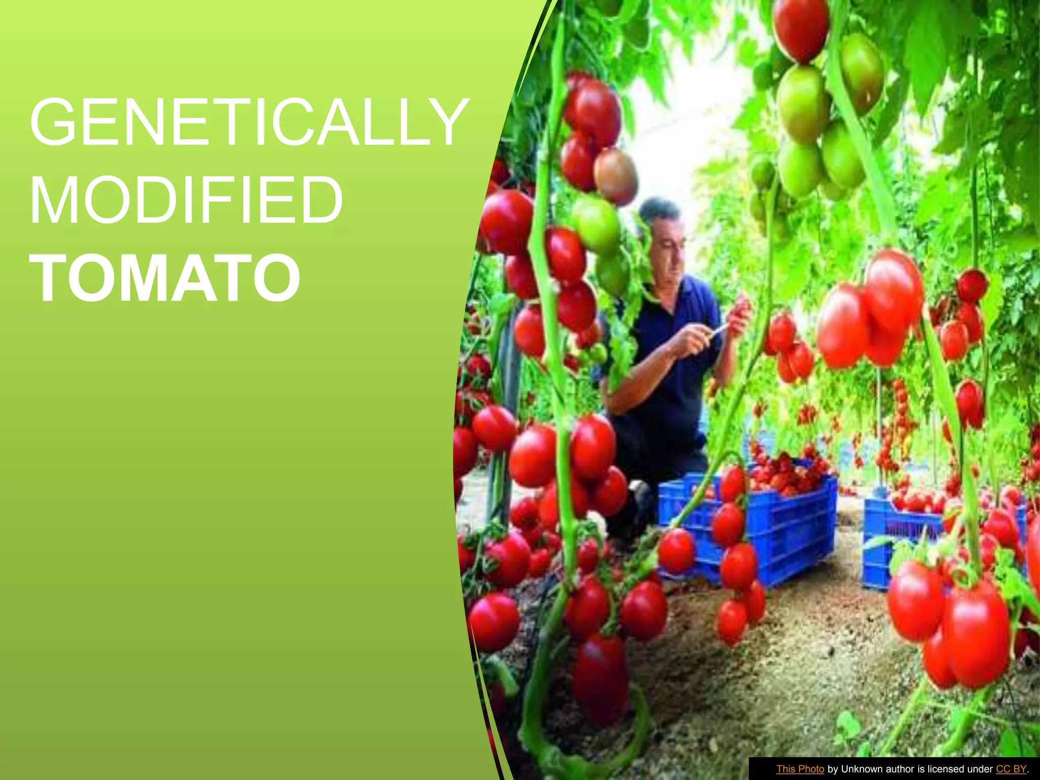 GENETICALLY MODIFIED PLANTS | PPTX