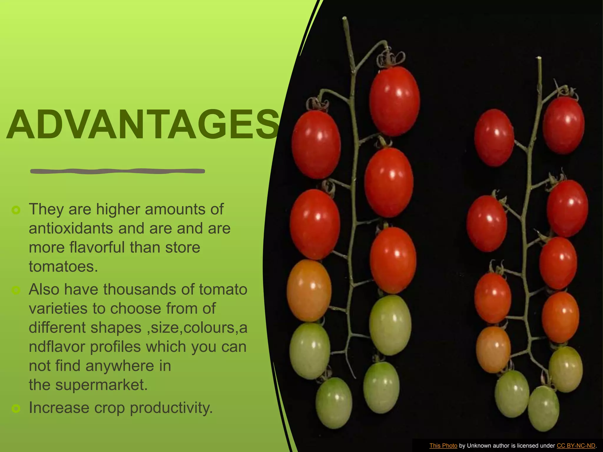 GENETICALLY MODIFIED PLANTS | PPTX