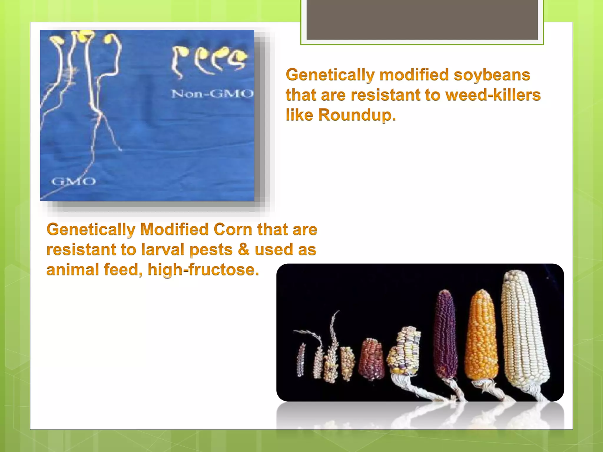 GENETICALLY MODIFIED PLANTS | PPTX