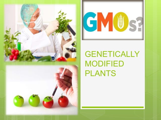 GENETICALLY MODIFIED PLANTS | PPTX