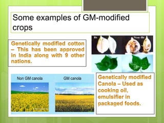 GENETICALLY MODIFIED PLANTS | PPTX
