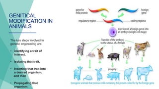 GENETICALLY MODIFIED PRODUCTS.pptx