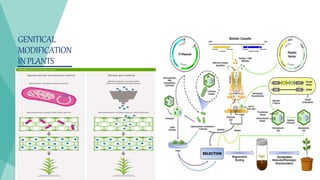 GENETICALLY MODIFIED PRODUCTS.pptx