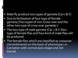 GENETICAL PROOF OF CROSSING OVER OF FOUR STRANDED STAGE.pptx