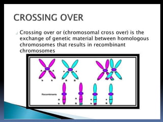 GENETICAL PROOF OF CROSSING OVER OF FOUR STRANDED STAGE.pptx