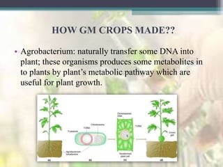 Geneticaly modified crops copy | PPTX