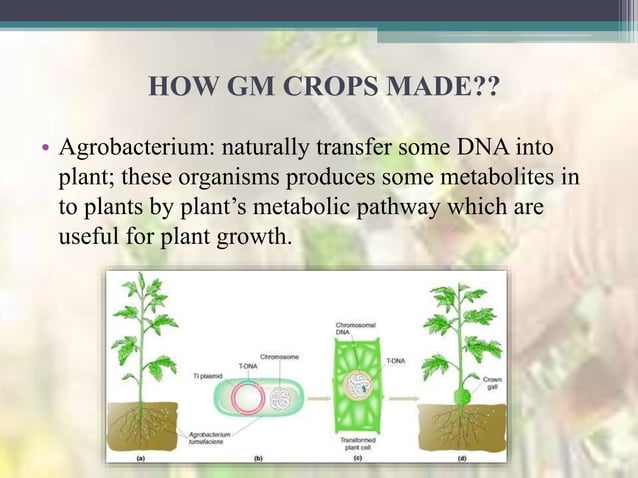 Geneticaly modified crops copy | PPT