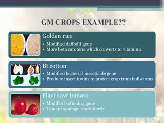 Geneticaly modified crops copy | PPTX