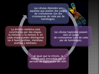 FASES DE LA MEIOSIS | PPTX