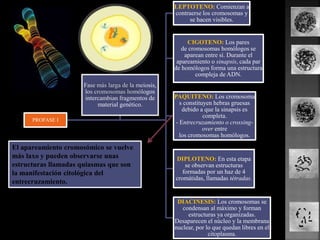 FASES DE LA MEIOSIS | PPTX