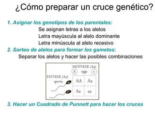Geneticamendeliana | PPTX