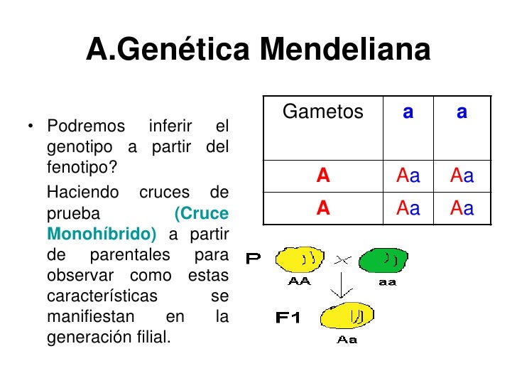 genética mendeliana – BIO-BLOG
