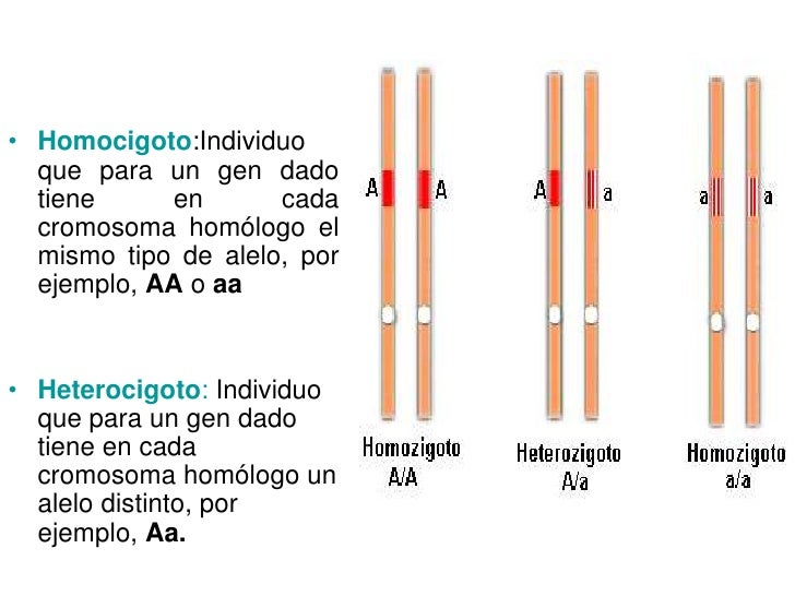 Geneticamendeliana