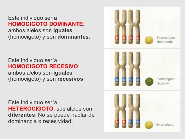 4ºESO: Genetica Mendeliana