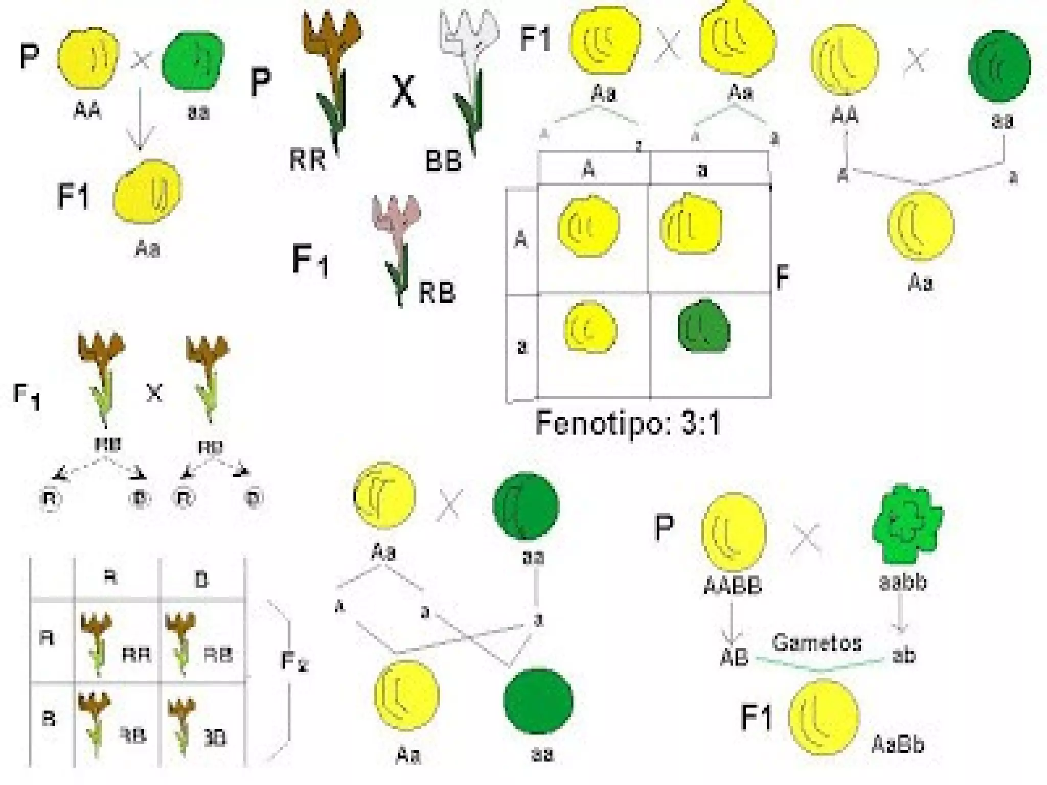 Genetica mendeliana leyes de mendel | PPT