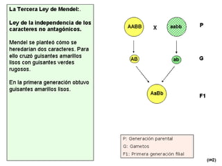 Genetica mendeliana leyes de mendel | PPT