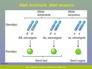 Genetica mendeliana pt.1 | PPT | Genetics | Science