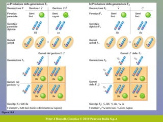 Genetica mendeliana pt.1 | PPT