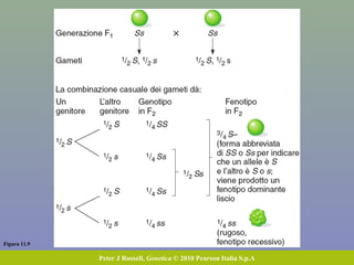 Genetica mendeliana pt.1 | PPT | Genetics | Science