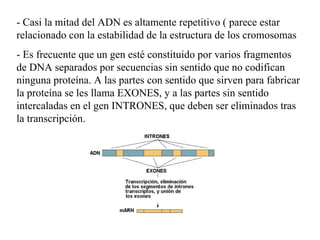 Genetica molecular | PPT | Biological Sciences | Science