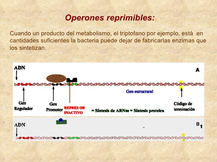 Genetica Molecular de Procariotas .Operon