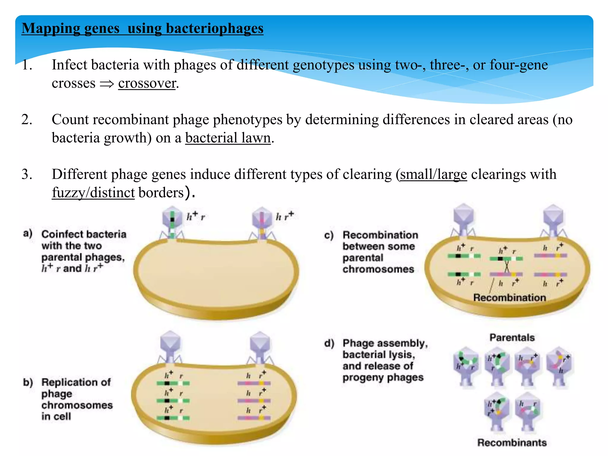 Gene and genetic mapping by recombination | PPTX