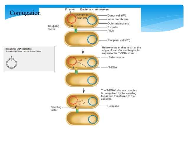 Gene and genetic mapping by recombination | PPTX