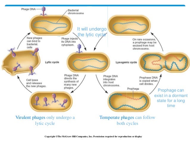Gene and genetic mapping by recombination
