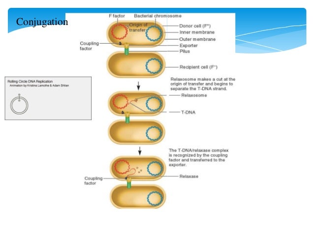 Gene and genetic mapping by recombination