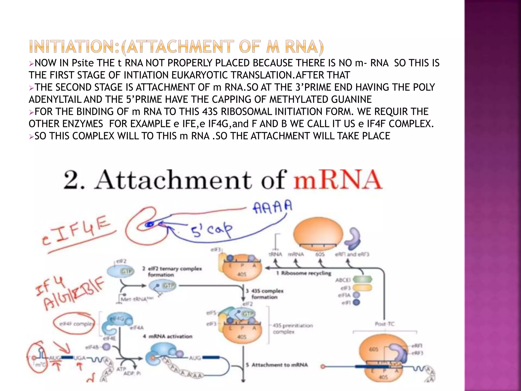 Protein Synthesis In Eukaryotes | PPTX
