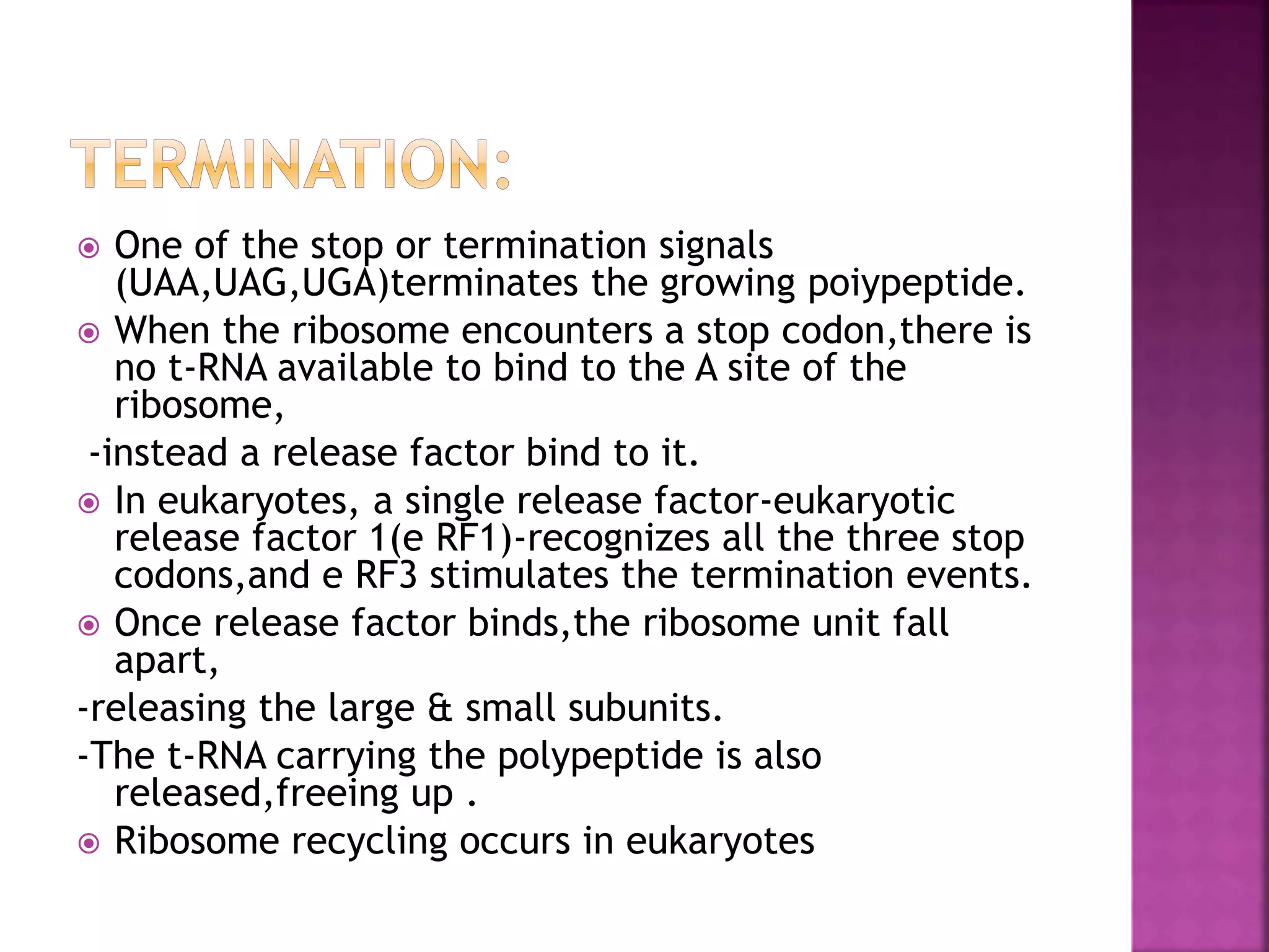 Protein Synthesis In Eukaryotes | PPTX