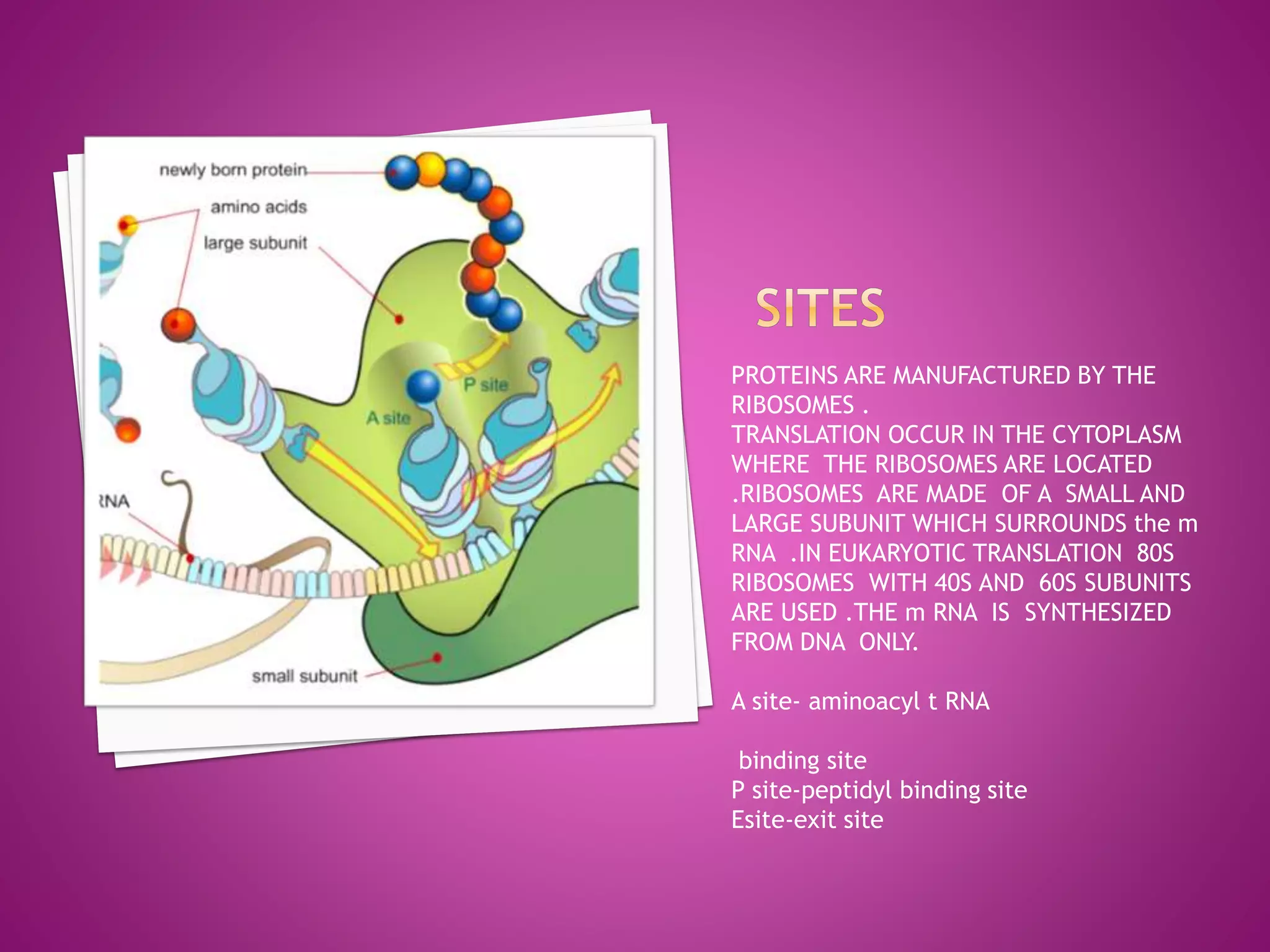Protein Synthesis In Eukaryotes | PPTX
